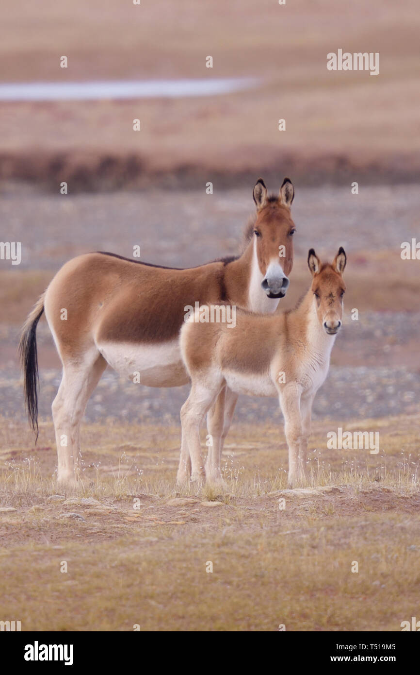 Kiang (Equus kiang) mare and foal on the Tibetan Plateau Stock Photo ...