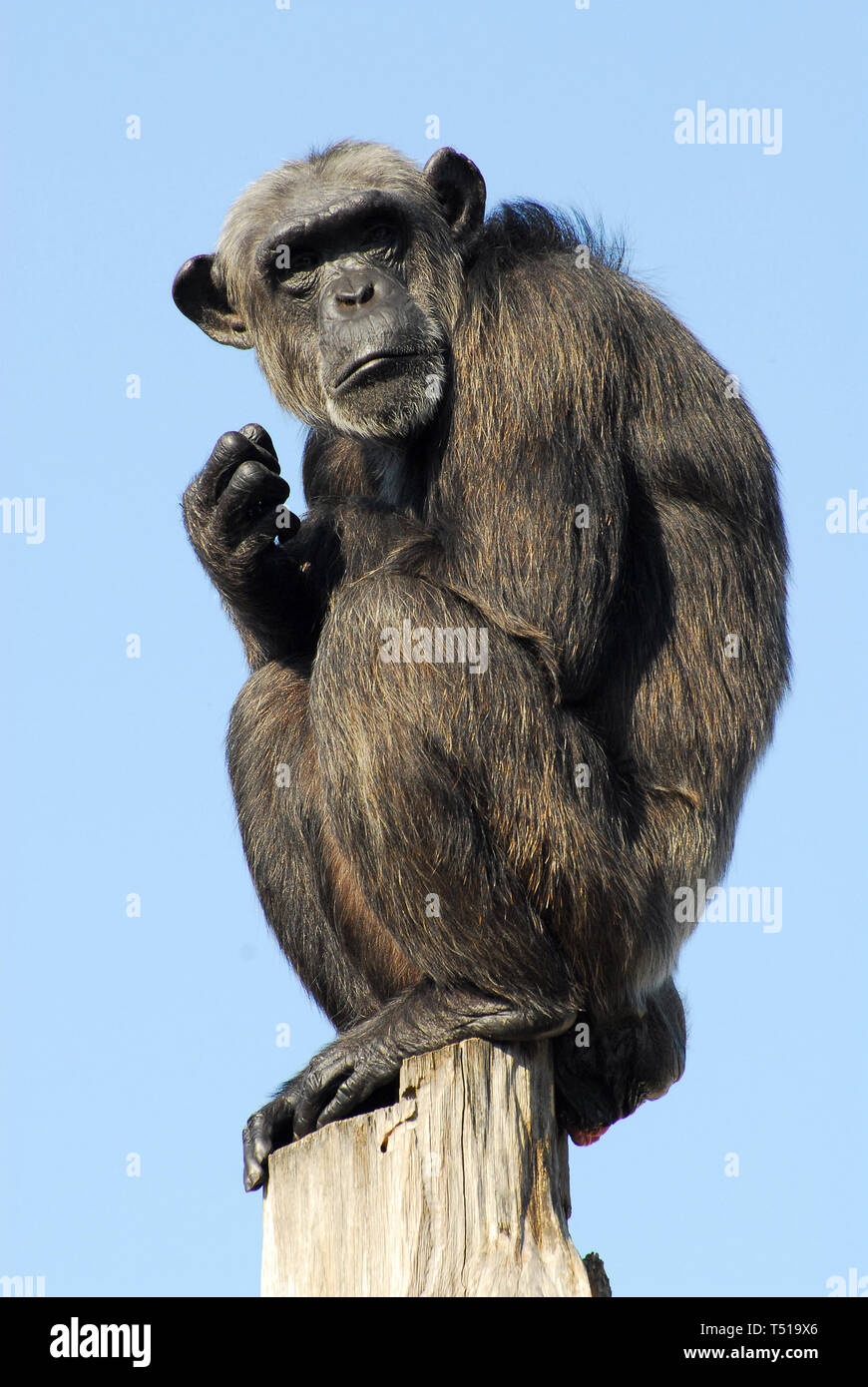 Gemeine schimpanse hi-res stock photography and images - Alamy