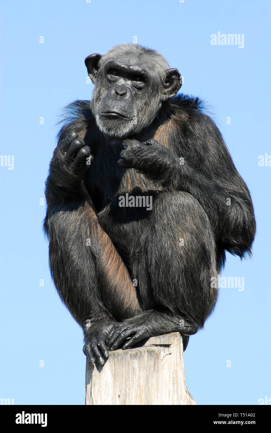 Schimpanse hi-res stock photography and images - Alamy