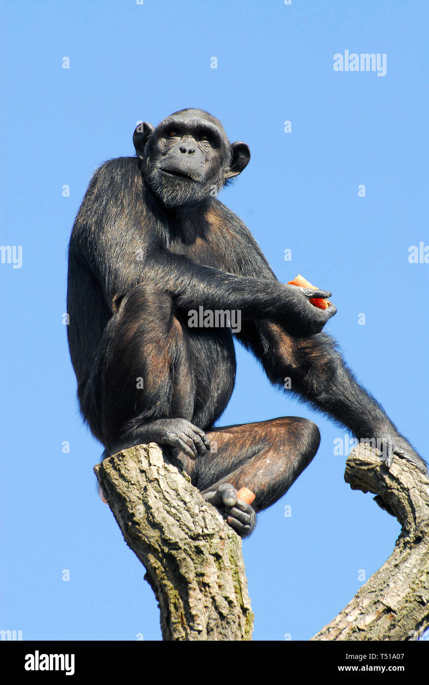 Gemeine schimpanse hi-res stock photography and images - Alamy