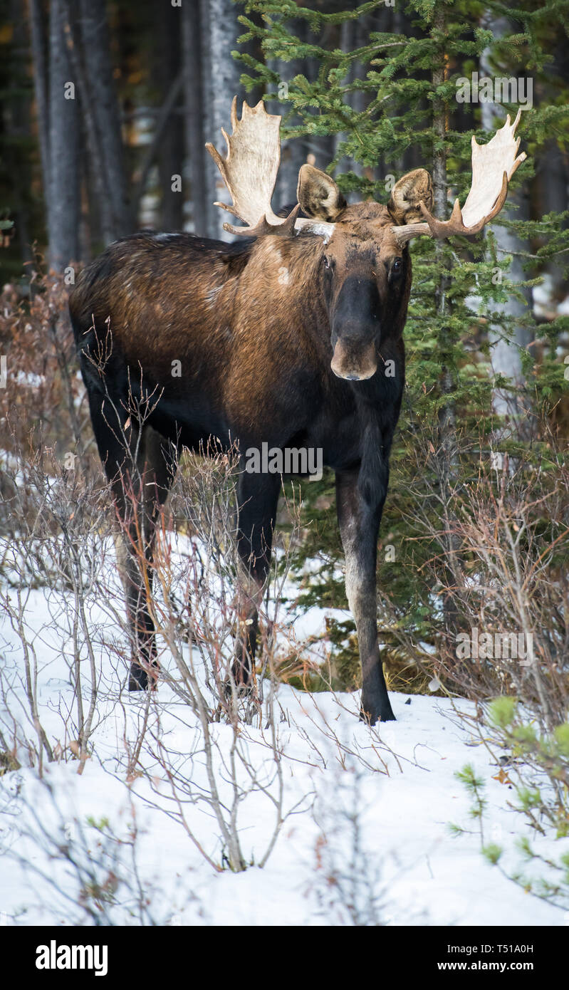 Moose in the late fall Stock Photo - Alamy