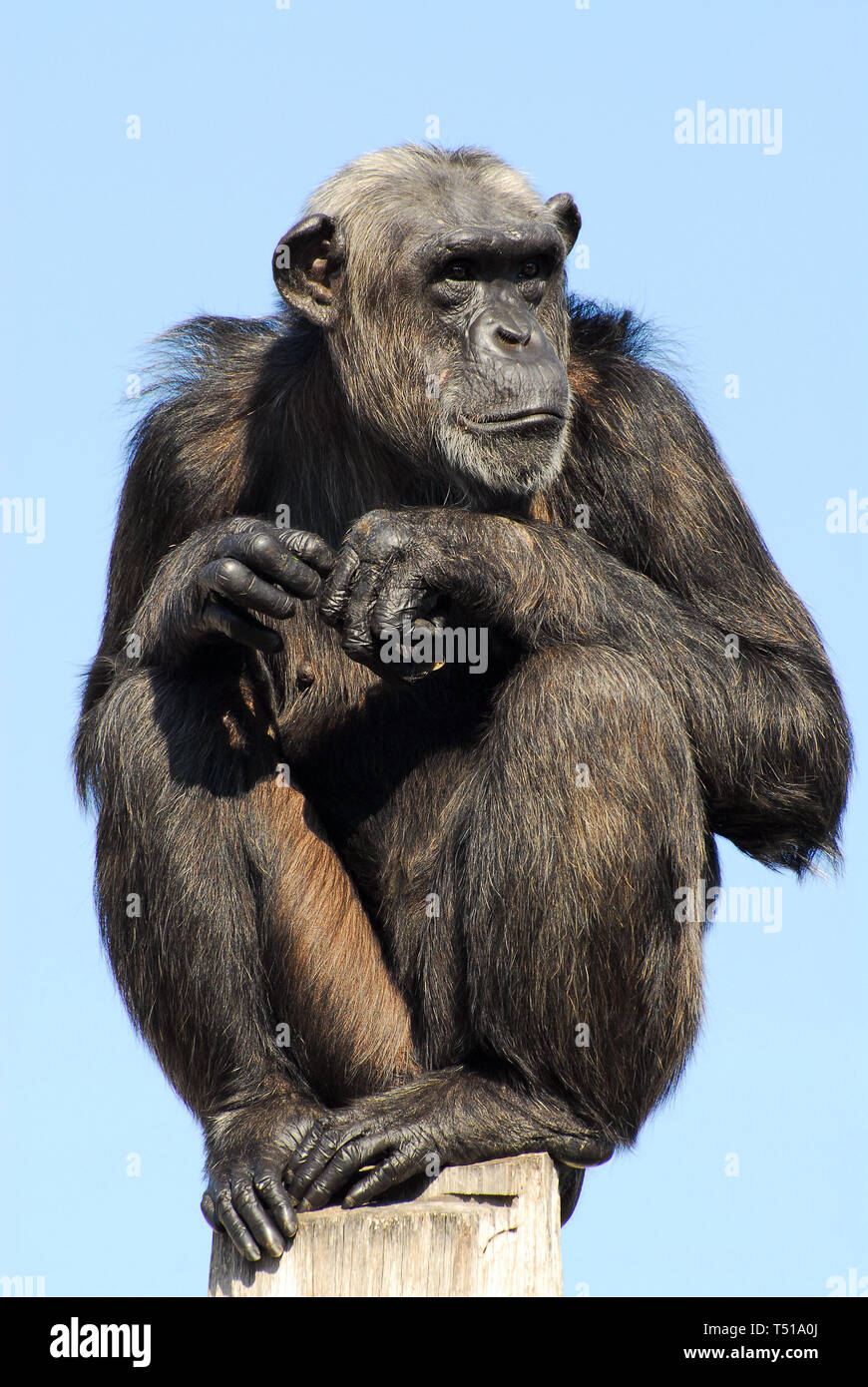 Gemeine schimpanse hi-res stock photography and images - Alamy