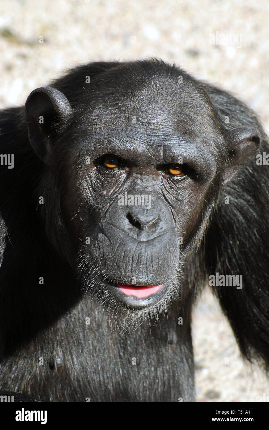 Gemeine schimpanse hi-res stock photography and images - Alamy