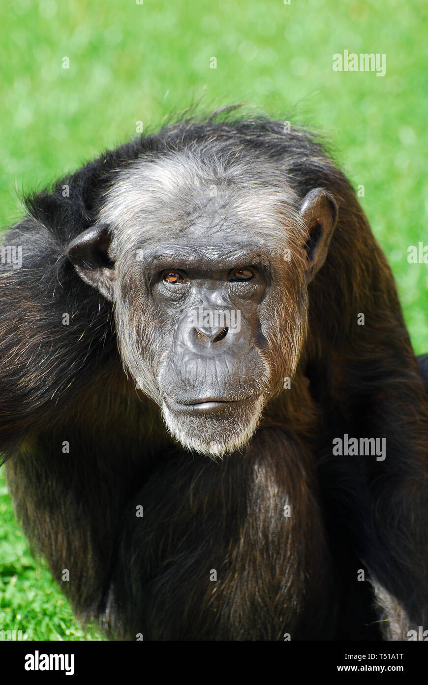 Gemeine schimpanse hi-res stock photography and images - Alamy