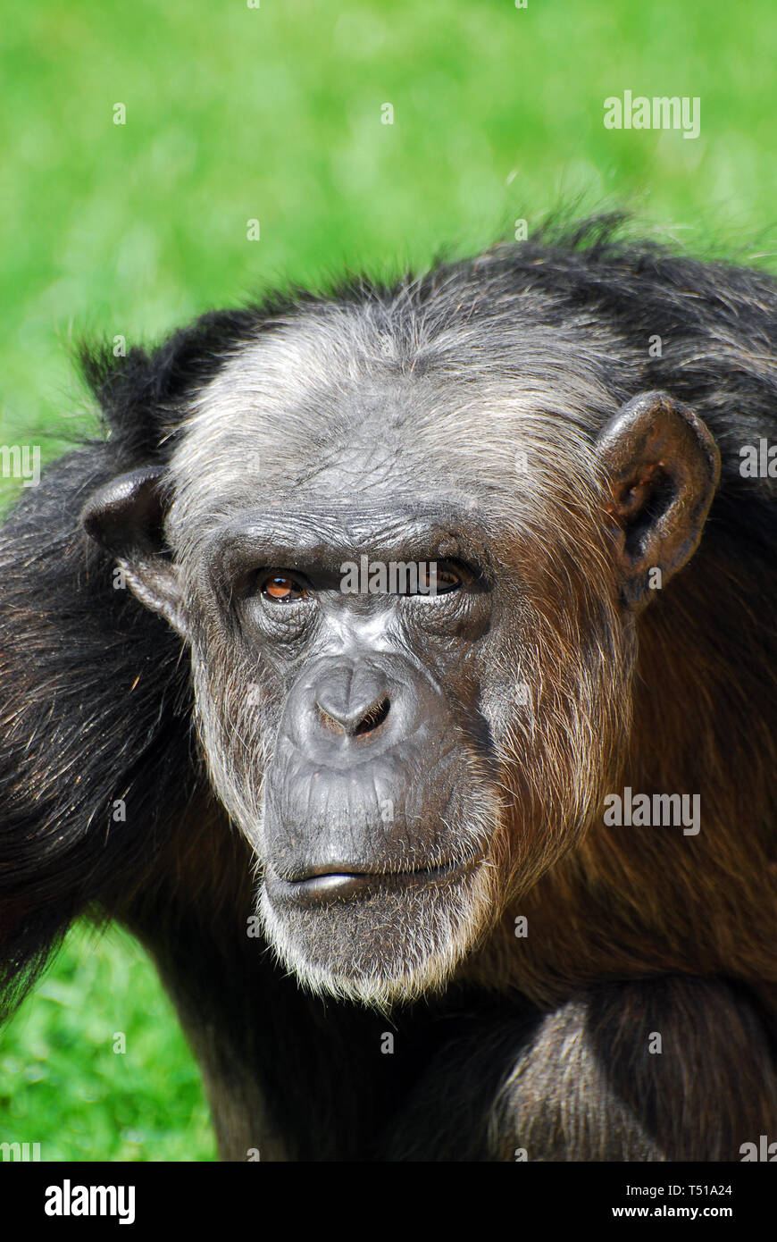 Gemeine schimpanse hi-res stock photography and images - Alamy