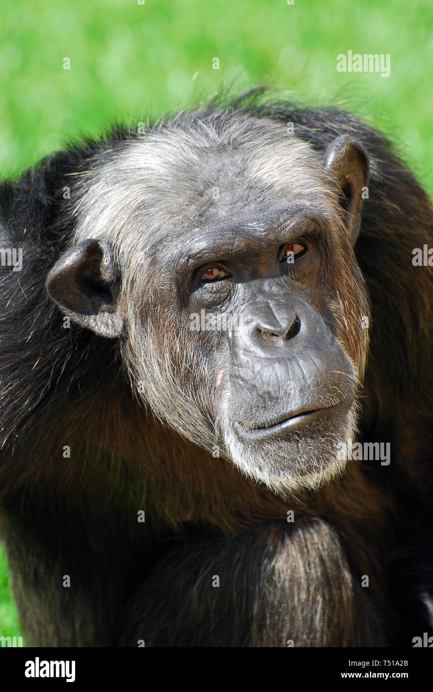 Gemeine schimpanse hi-res stock photography and images - Alamy