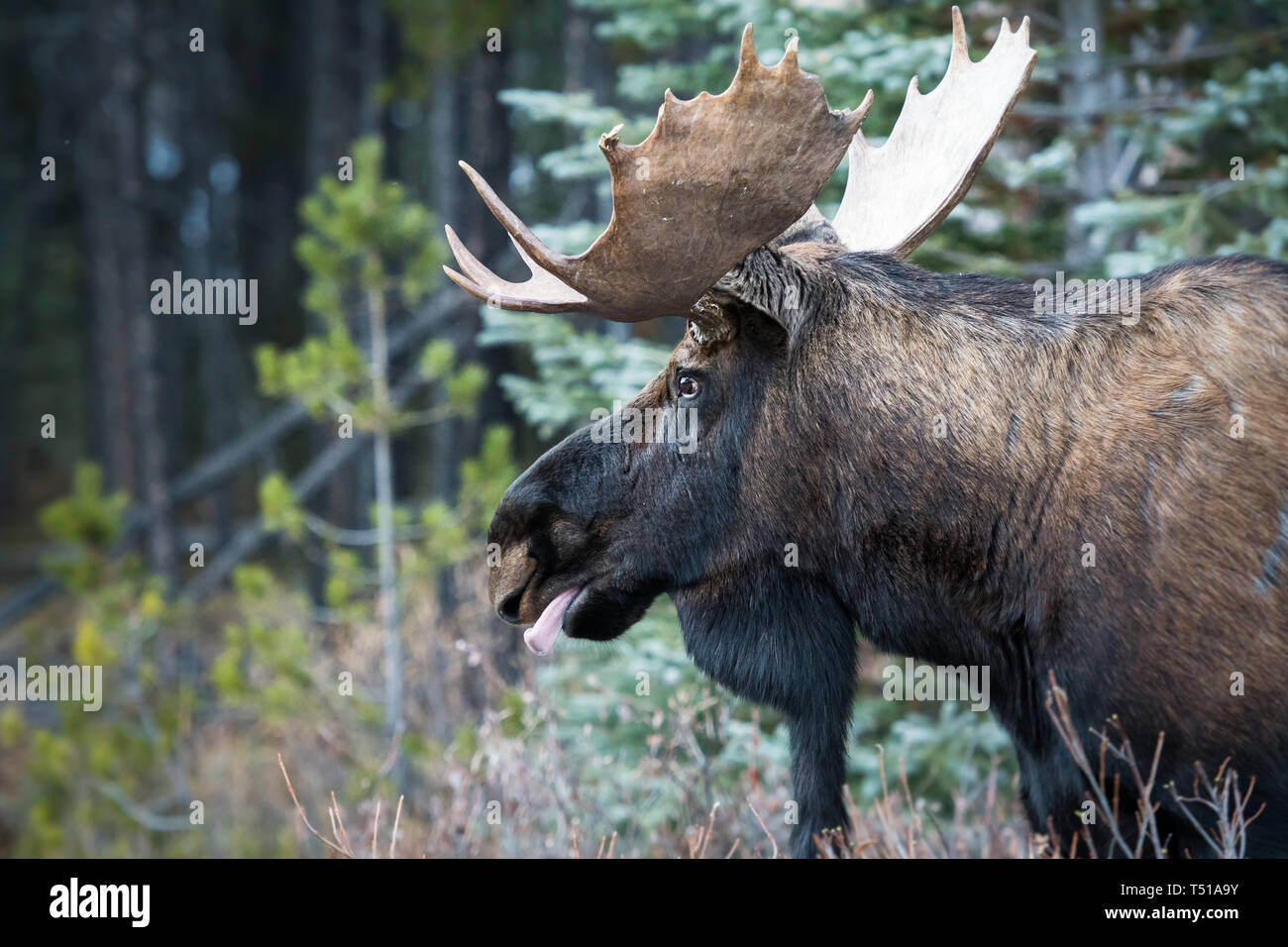 Moose in the late fall Stock Photo - Alamy