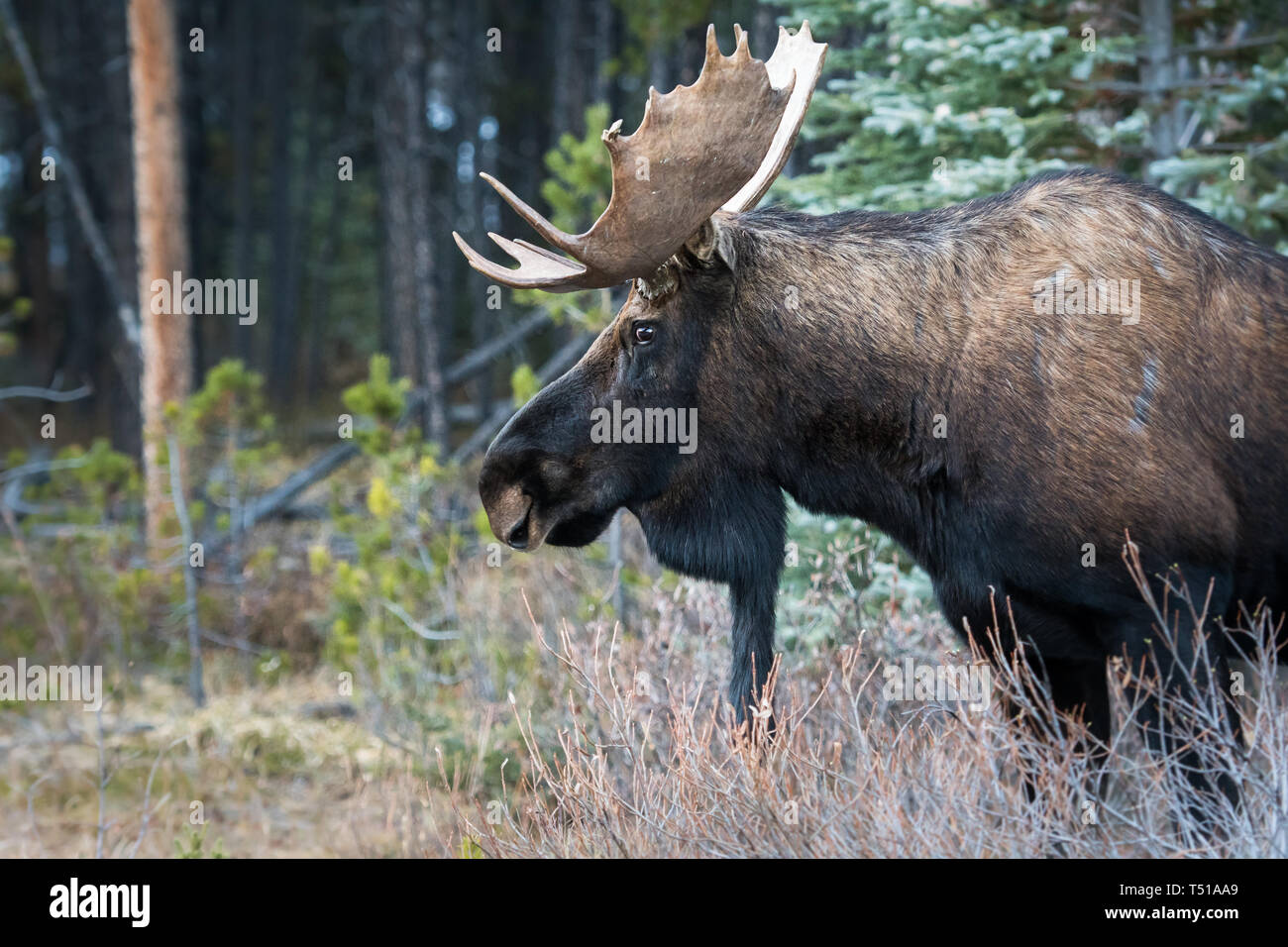 Moose in the late fall Stock Photo - Alamy