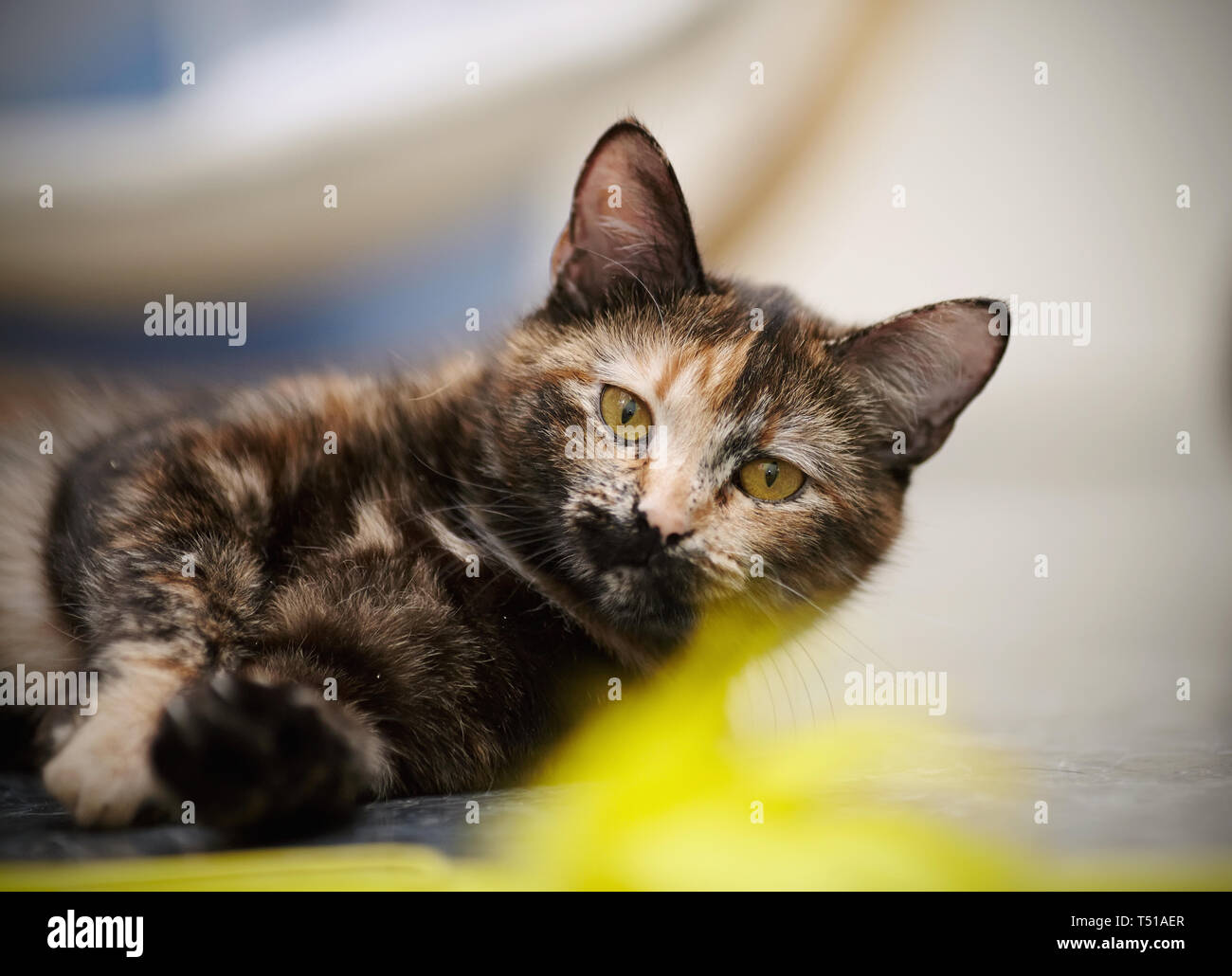 Cat multi colored hi-res stock photography and images - Alamy