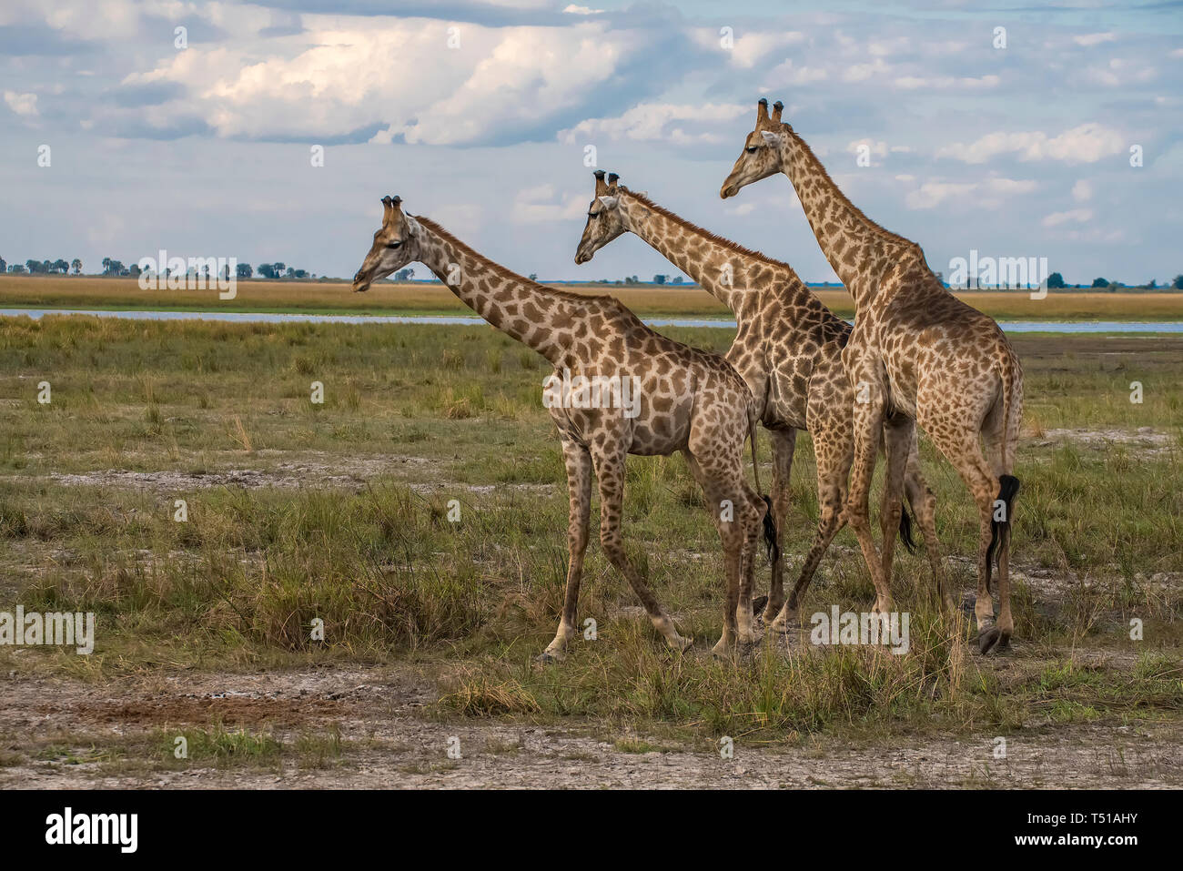 Camelopardis hi-res stock photography and images - Alamy