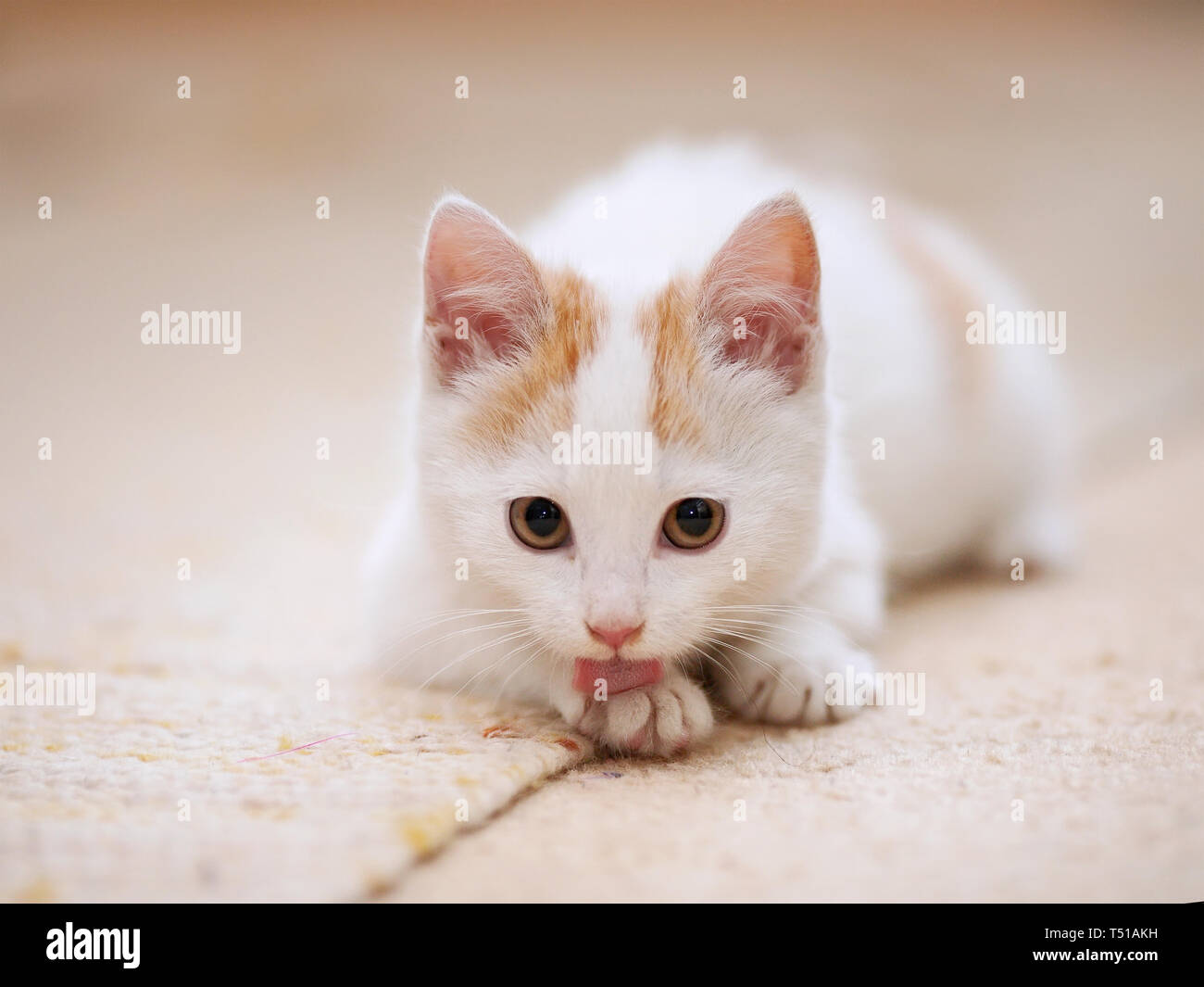 Small kitten. White with red the kitten licks a paw. White with red a ...