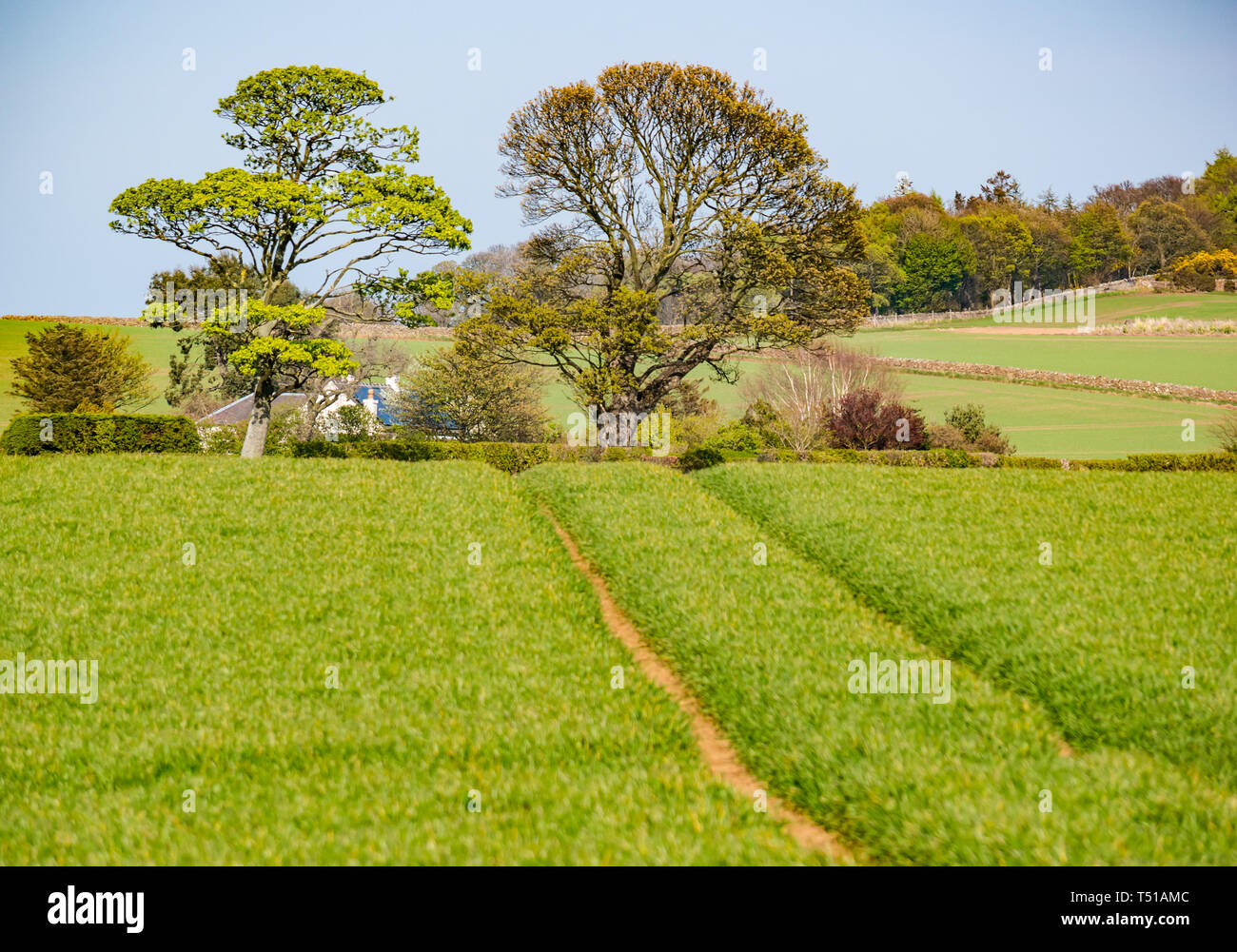 Tractor tracks leading through green grain crop field in agricultural ...