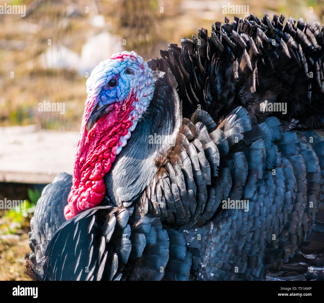 Domestic turkey fluffing feathers with bright red wattle and blue head ...