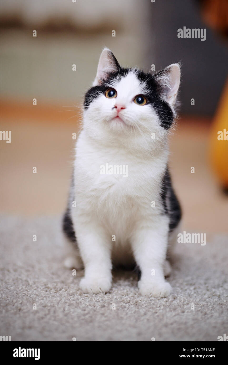 White with black a kitten. Small predator. Small cat Stock Photo - Alamy