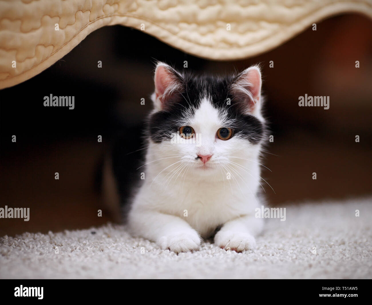 White with black a kitten. Small predator. Small cat Stock Photo - Alamy