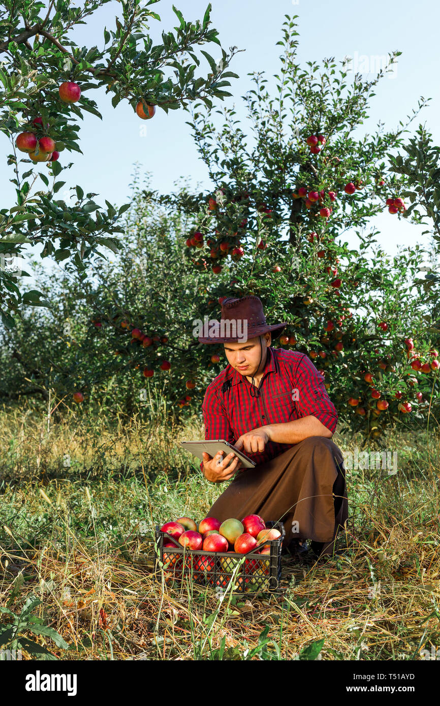Young happy man in the garden collect ripe apples. Farmer in his own ...
