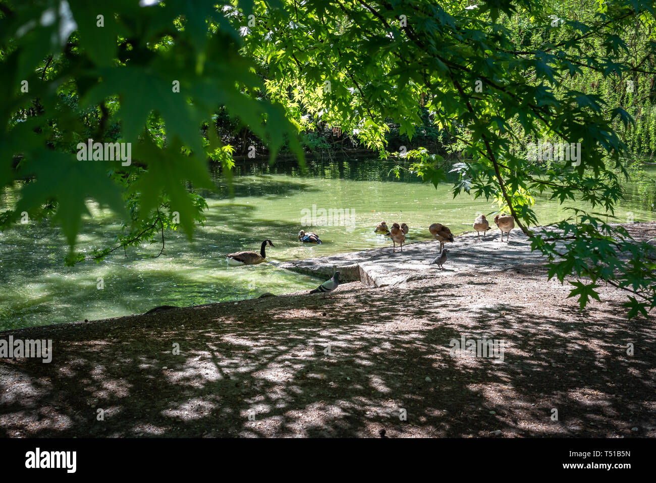 Mare duck in public garden in the city of Bordeaux Stock Photo - Alamy