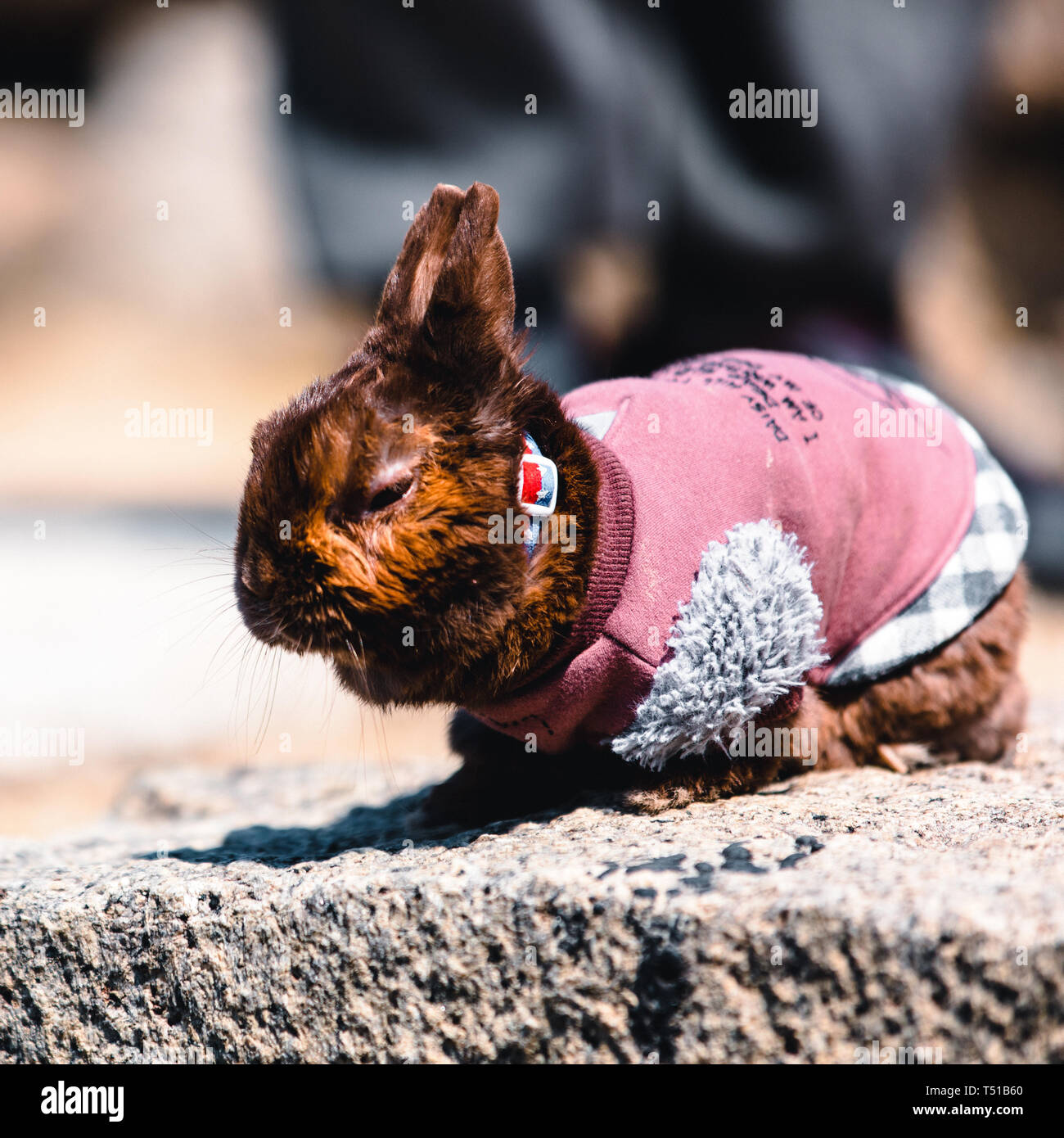 A dressed up Rabbit at Osaka Castle, Japan Stock Photo - Alamy