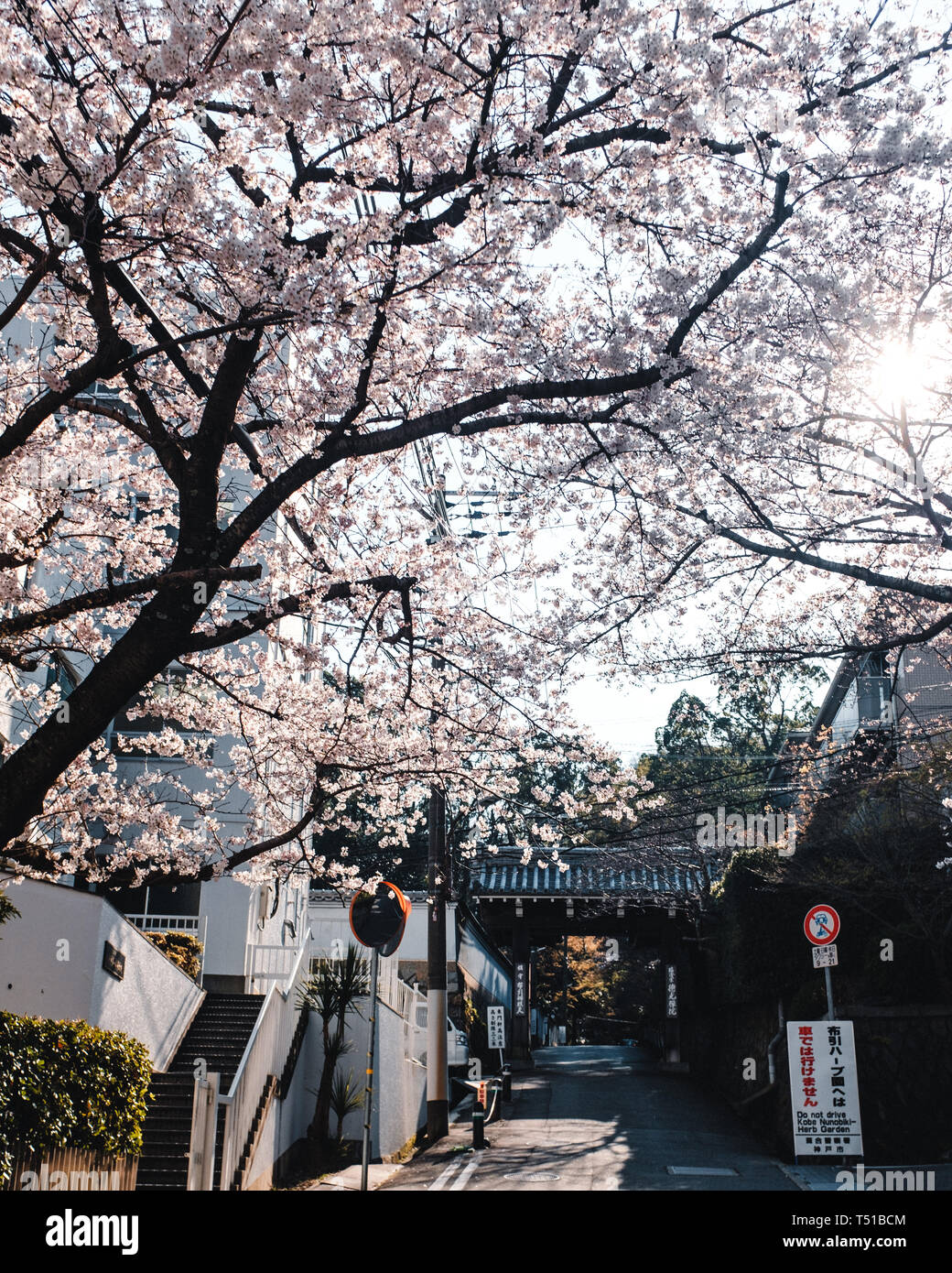 Cherry blossom in Kobe, Japan Stock Photo - Alamy