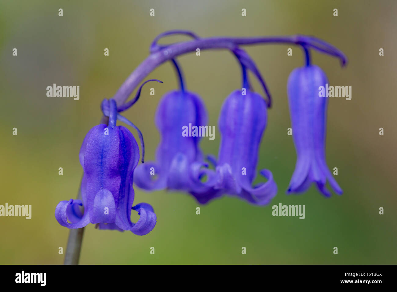 Drooping bell shape flowers hi-res stock photography and images - Alamy