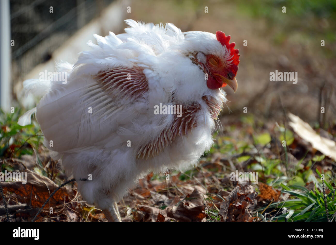 White rock hen standing in sunshine with eyes closed persevering during ...