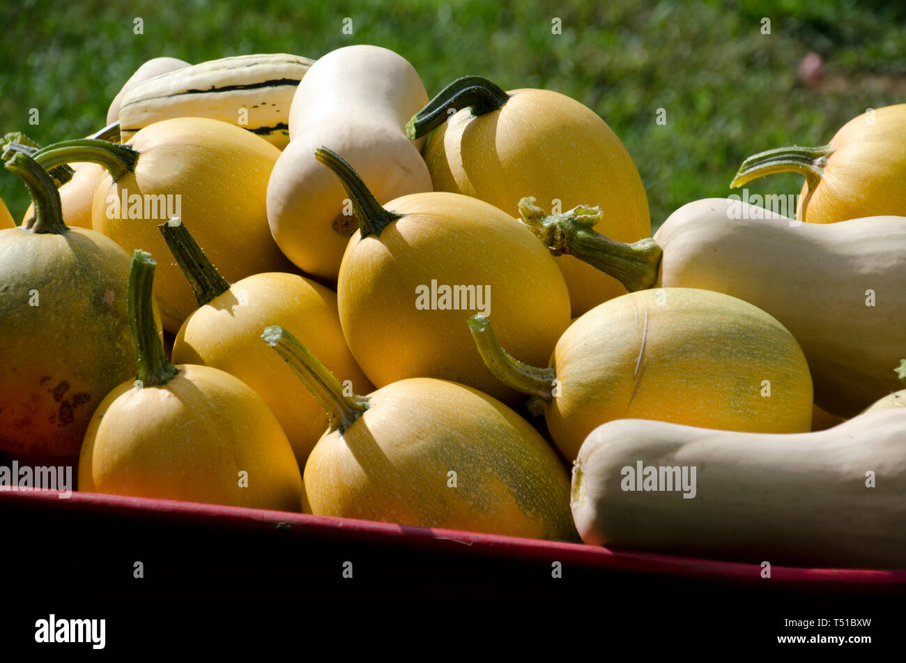 Wheelbarrow full vegetables hi-res stock photography and images - Alamy