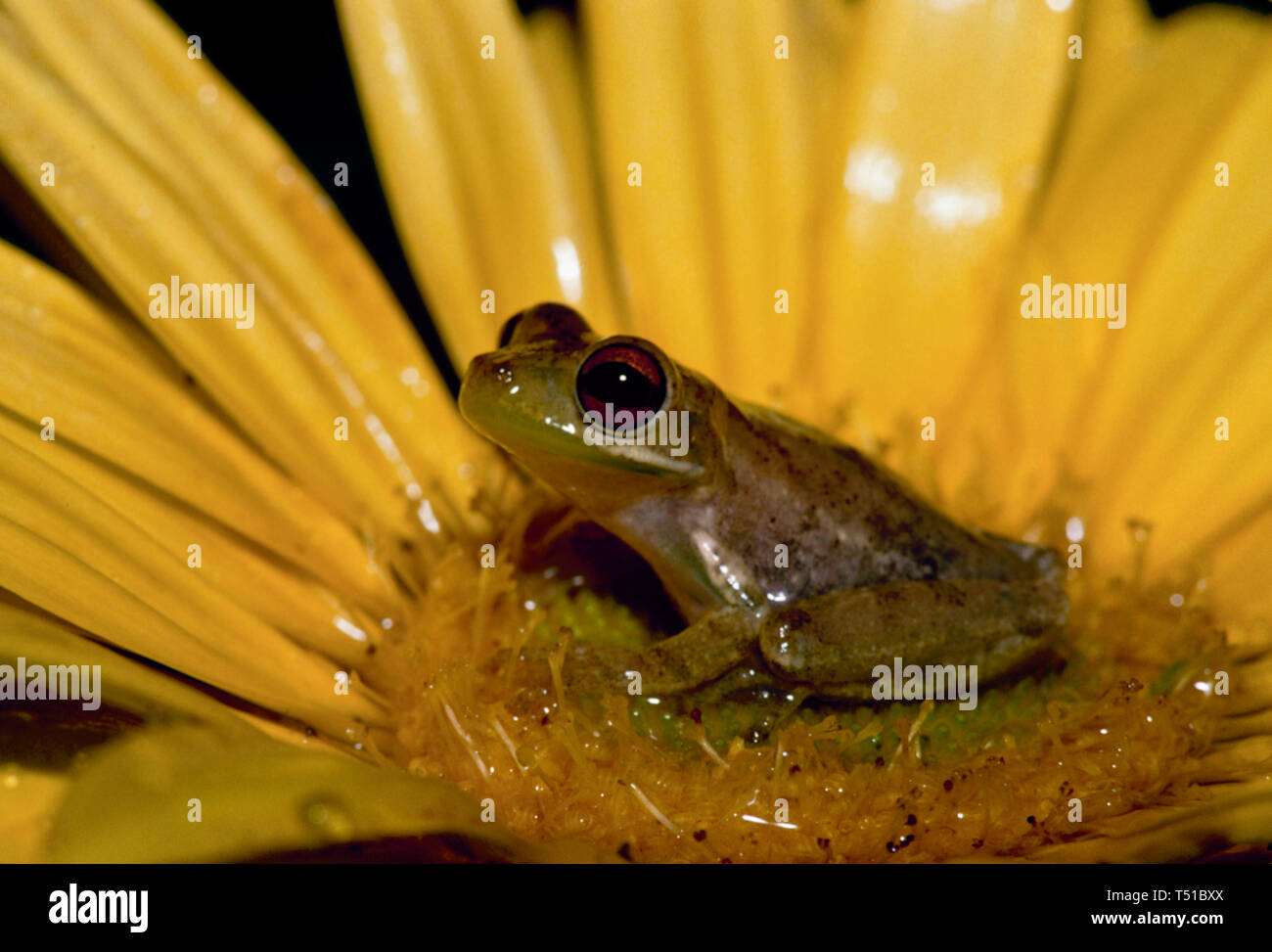 Large tree frog hi-res stock photography and images - Alamy