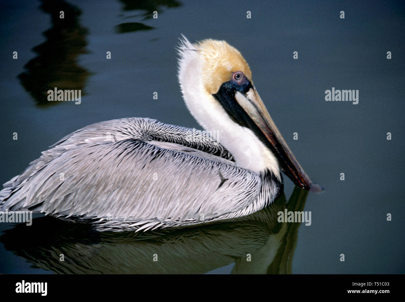 The rare brown pelican floating in southern USA. This bird plunges from ...