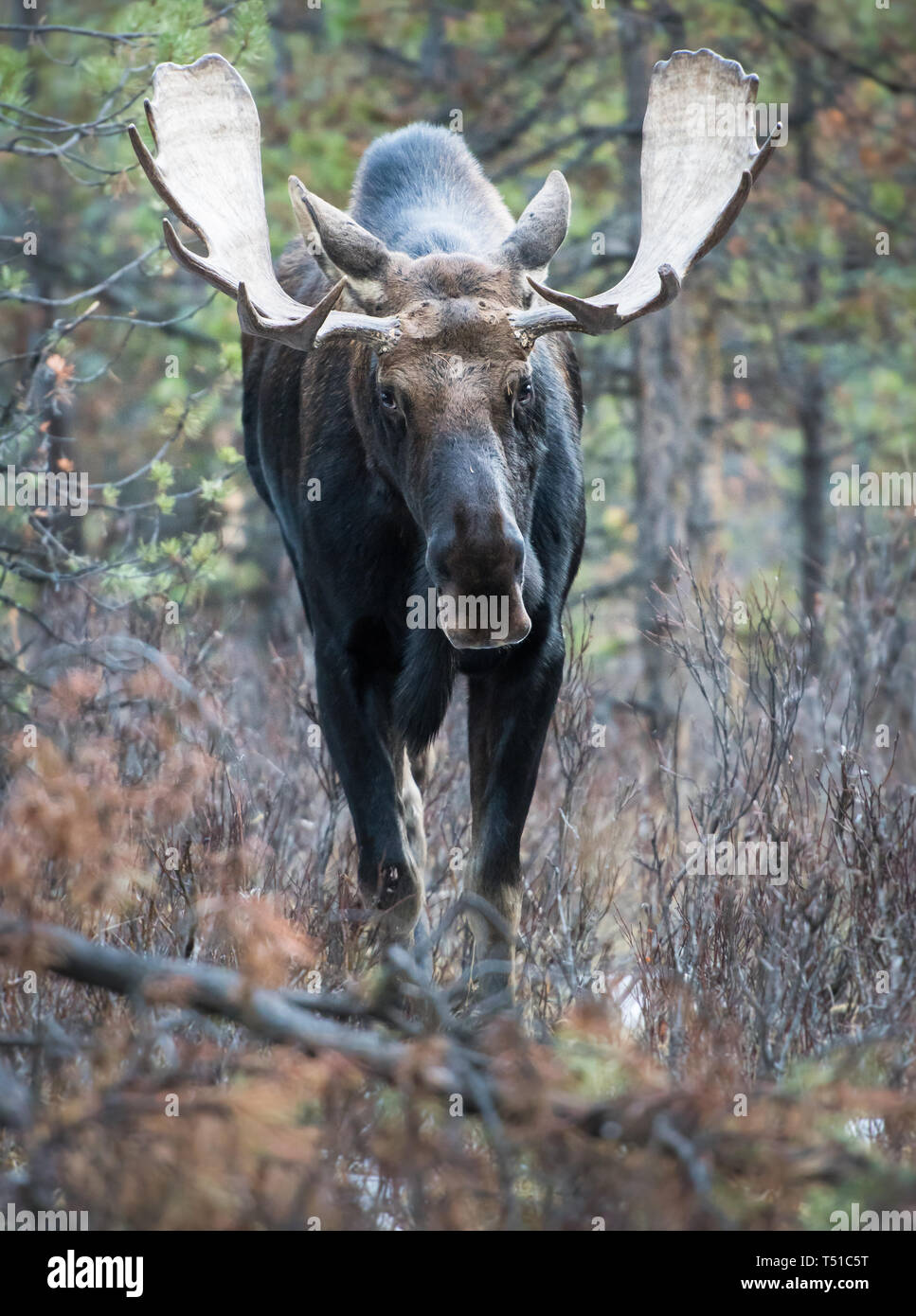 Moose in the late fall Stock Photo - Alamy