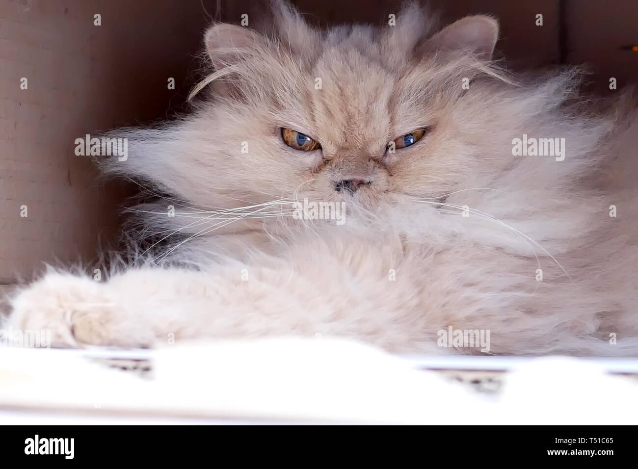 Close up of persian cat playing with people inside box Stock Photo - Alamy
