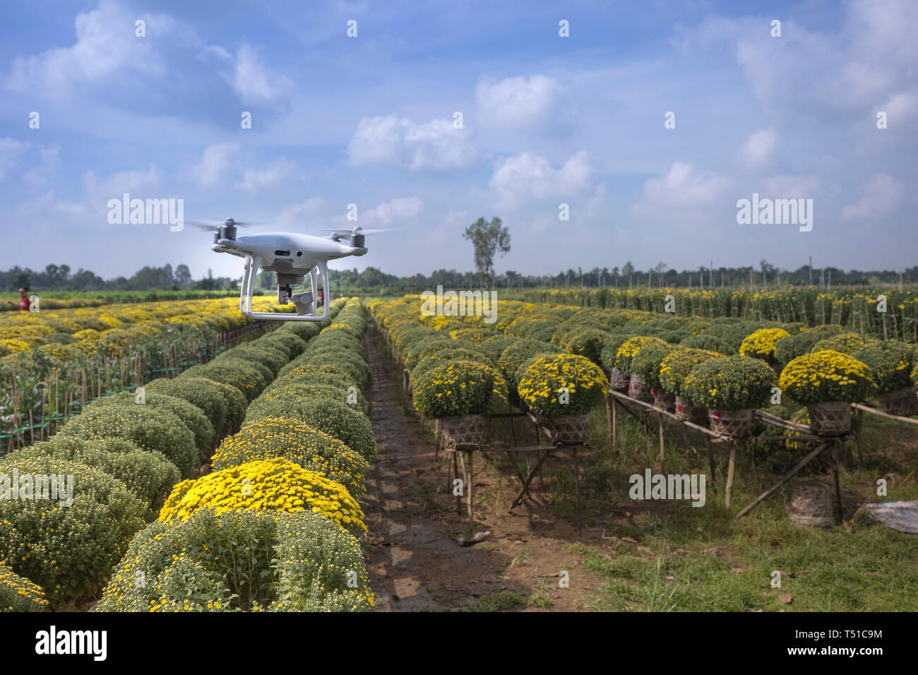 Sa Dec flowers village, Dong Thap province, Vietnam - January 13, 2017 ...