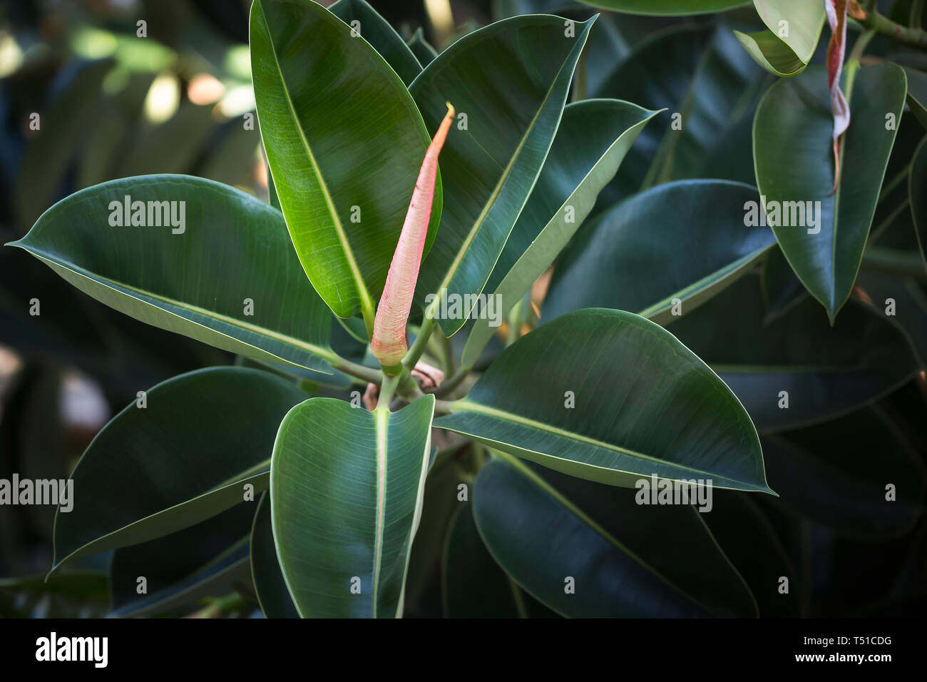 leaf bud, rubber plant leaves Stock Photo - Alamy
