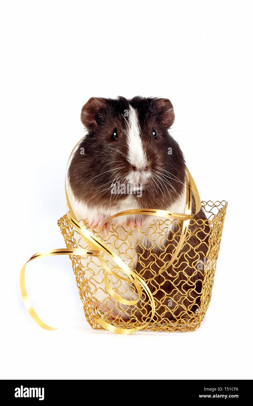 Guinea pigs with a ribbon in a gold basket on a white background Stock ...