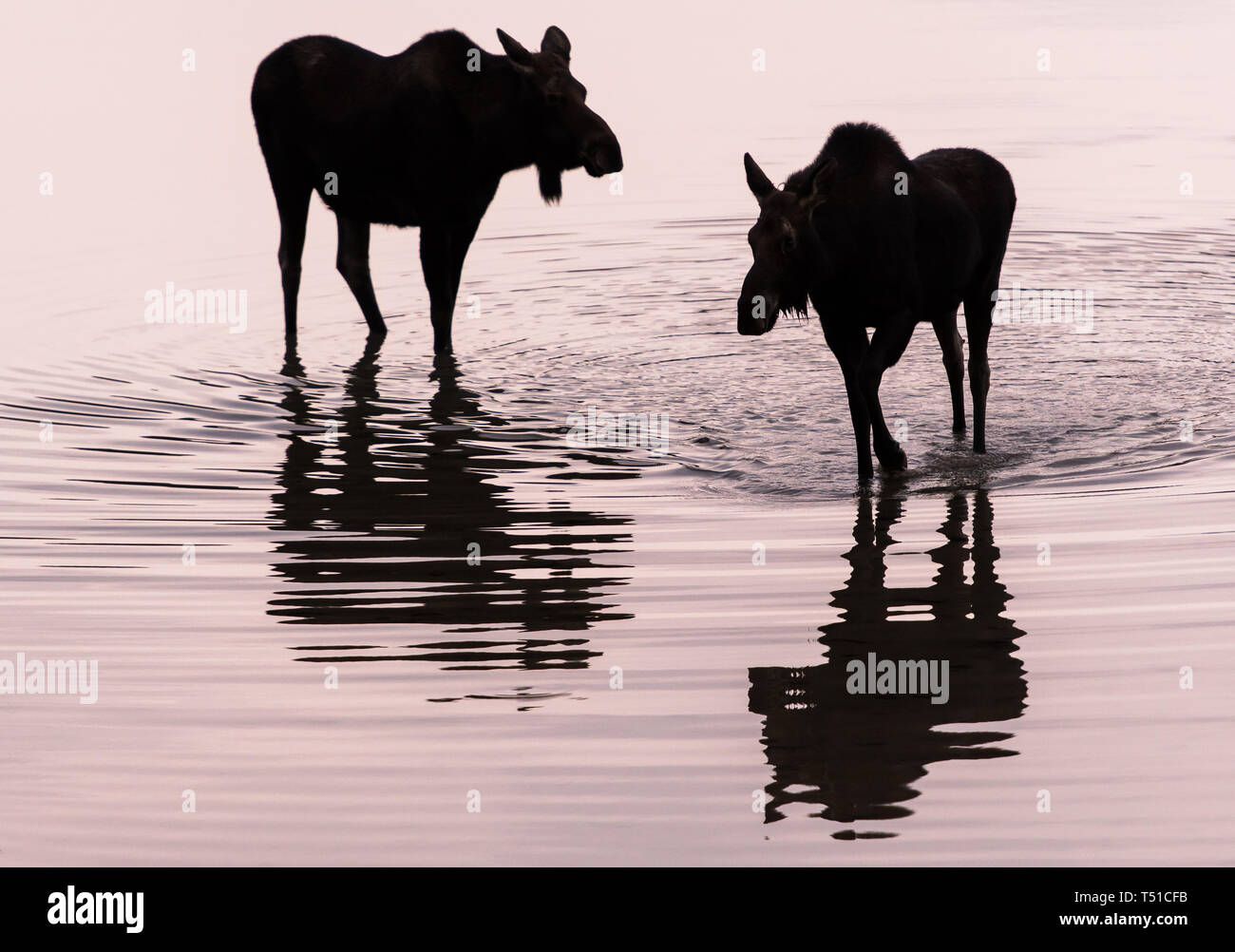 Moose in the water Stock Photo - Alamy