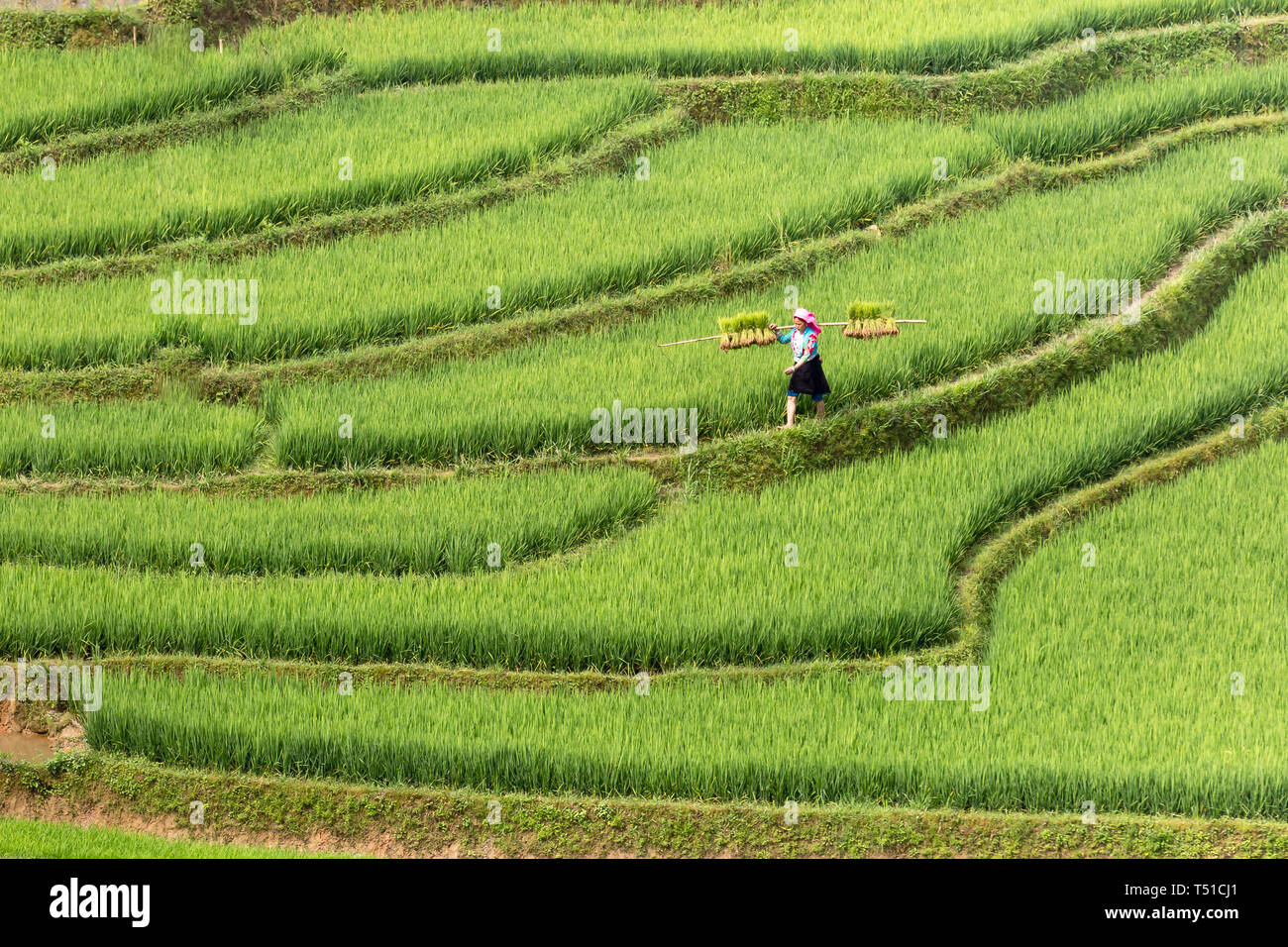 The image is as beautiful as the oil painting of terraced field. Curved ...