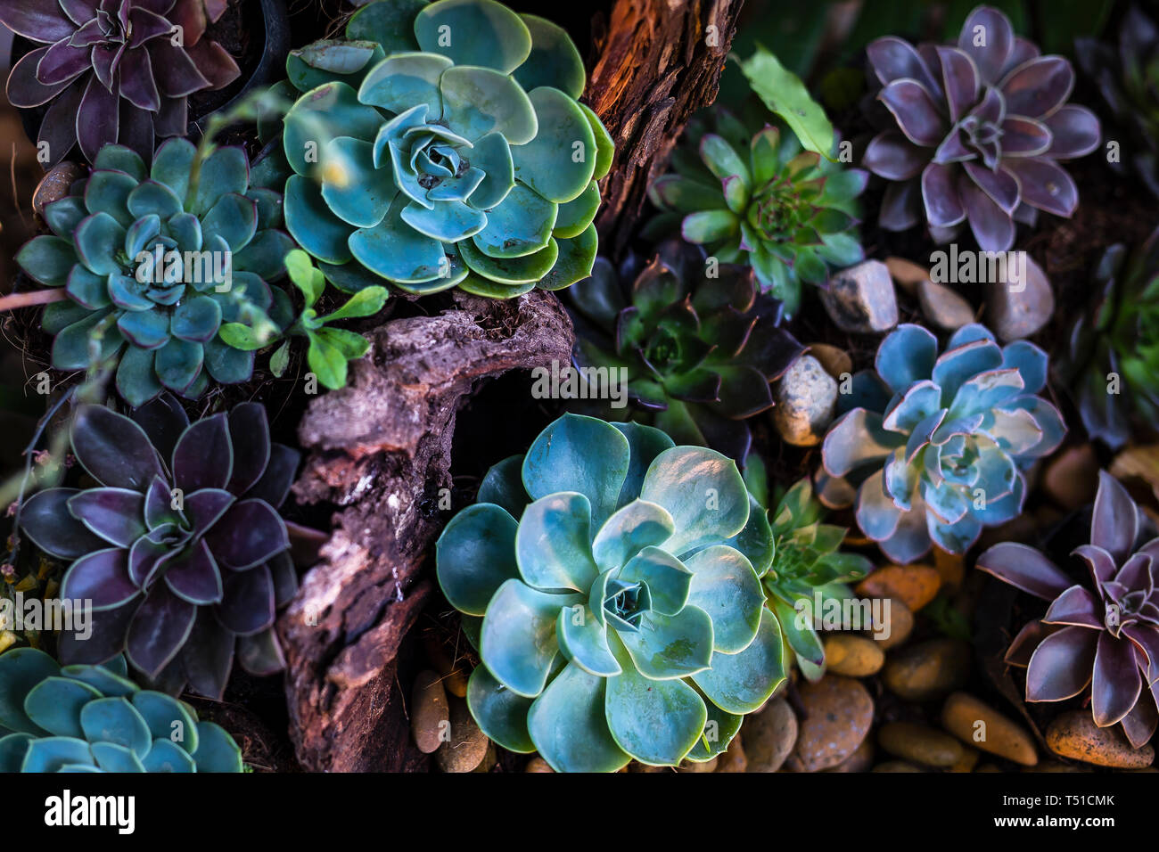 Succulent plants: stone lotus Stock Photo - Alamy