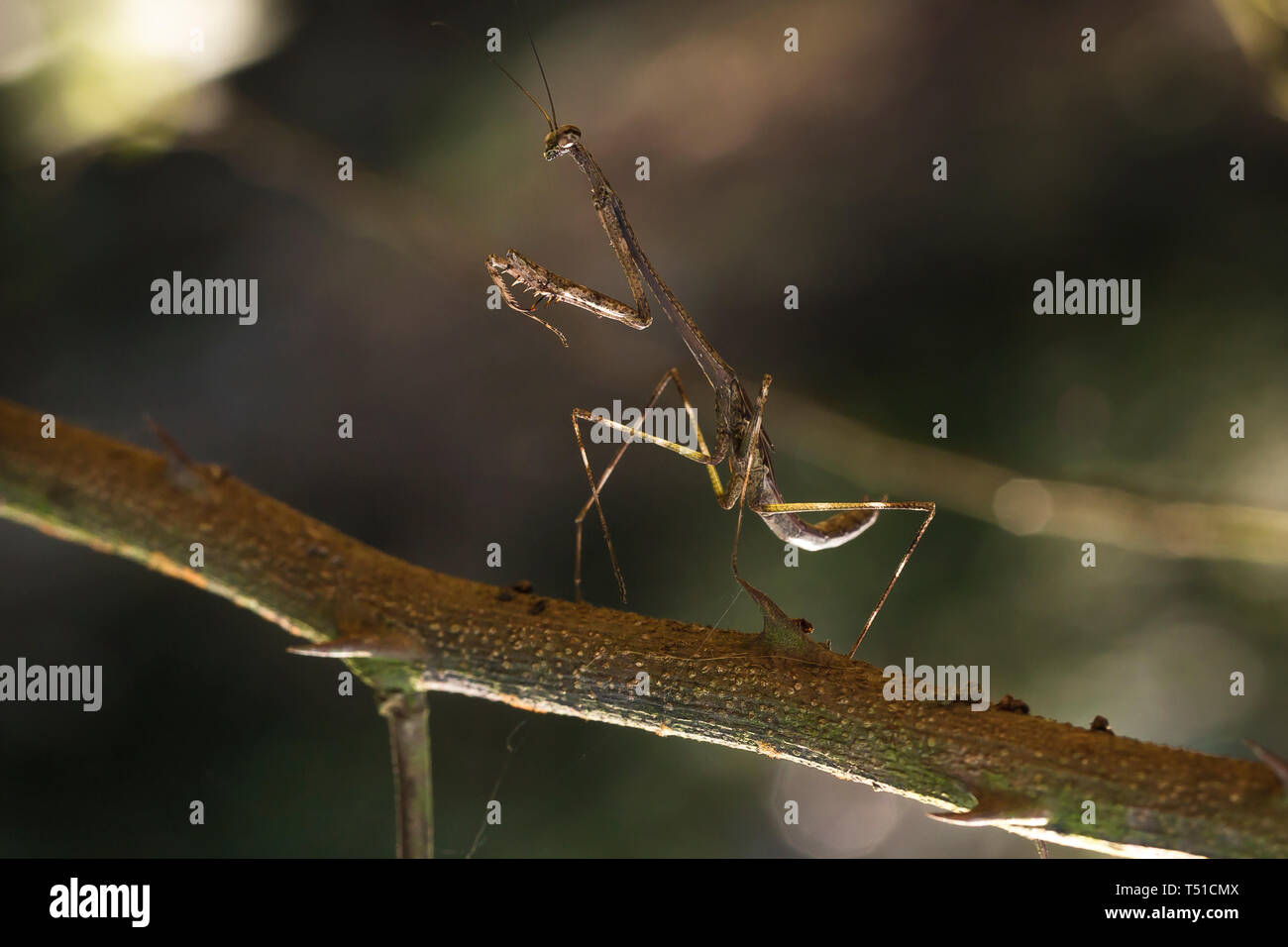 Mating pair of stick grasshoppers, camouflaged on a spiny branch in the ...