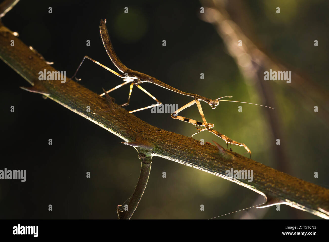 Mating pair of stick grasshoppers, camouflaged on a spiny branch in the ...