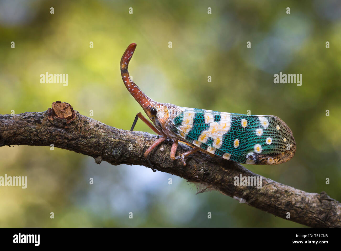 Pyrops candelaria or lantern Fly and sometime we call trunk cicada or ...