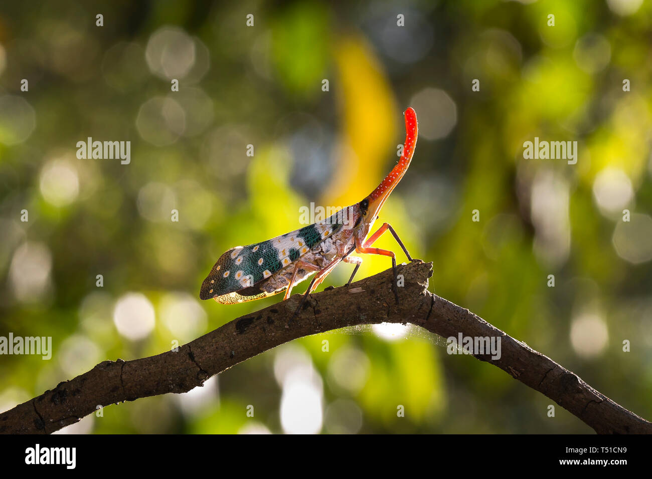 Pyrops candelaria or lantern Fly and sometime we call trunk cicada or ...