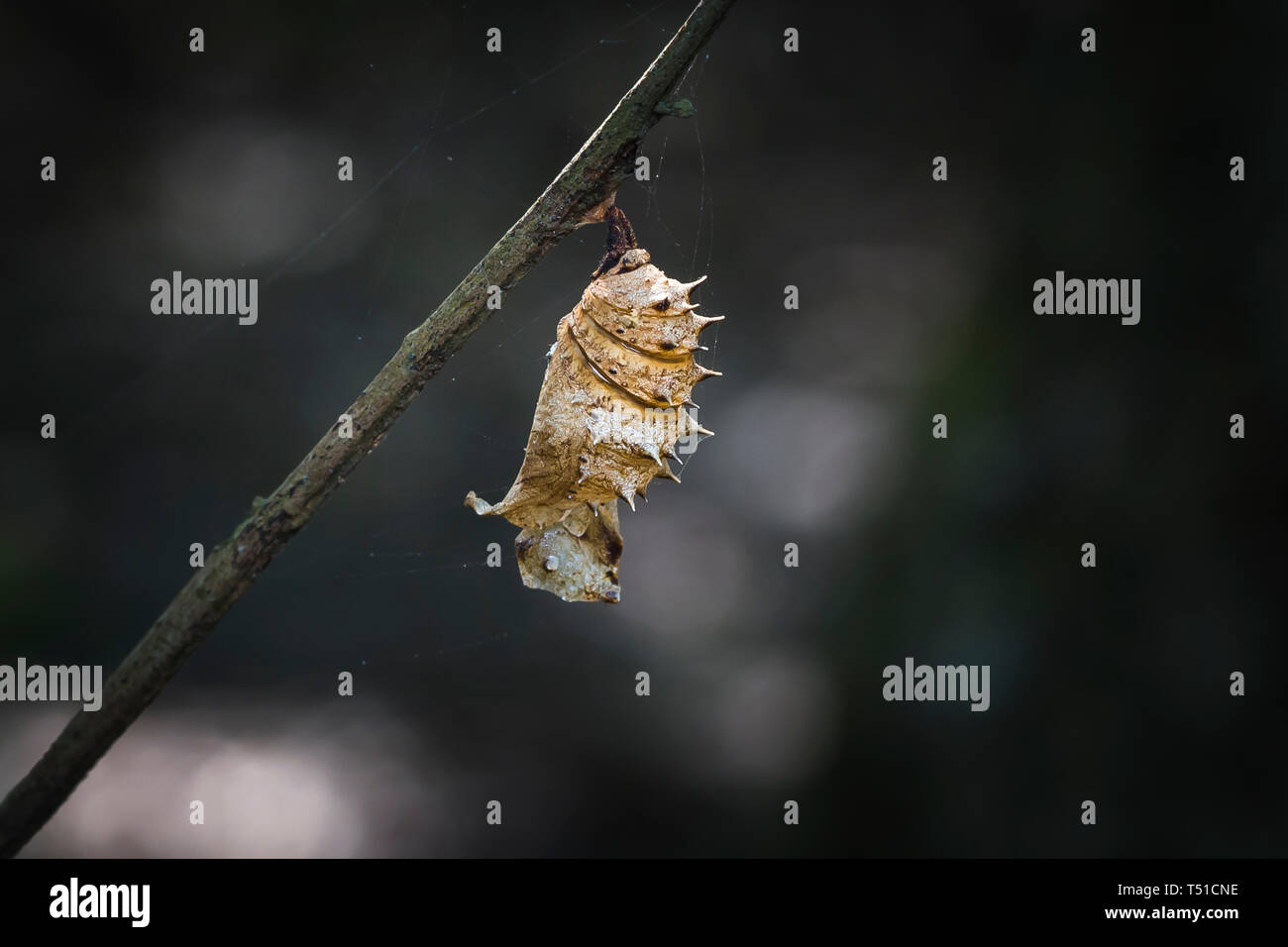 the worm cocoon on tree Stock Photo - Alamy
