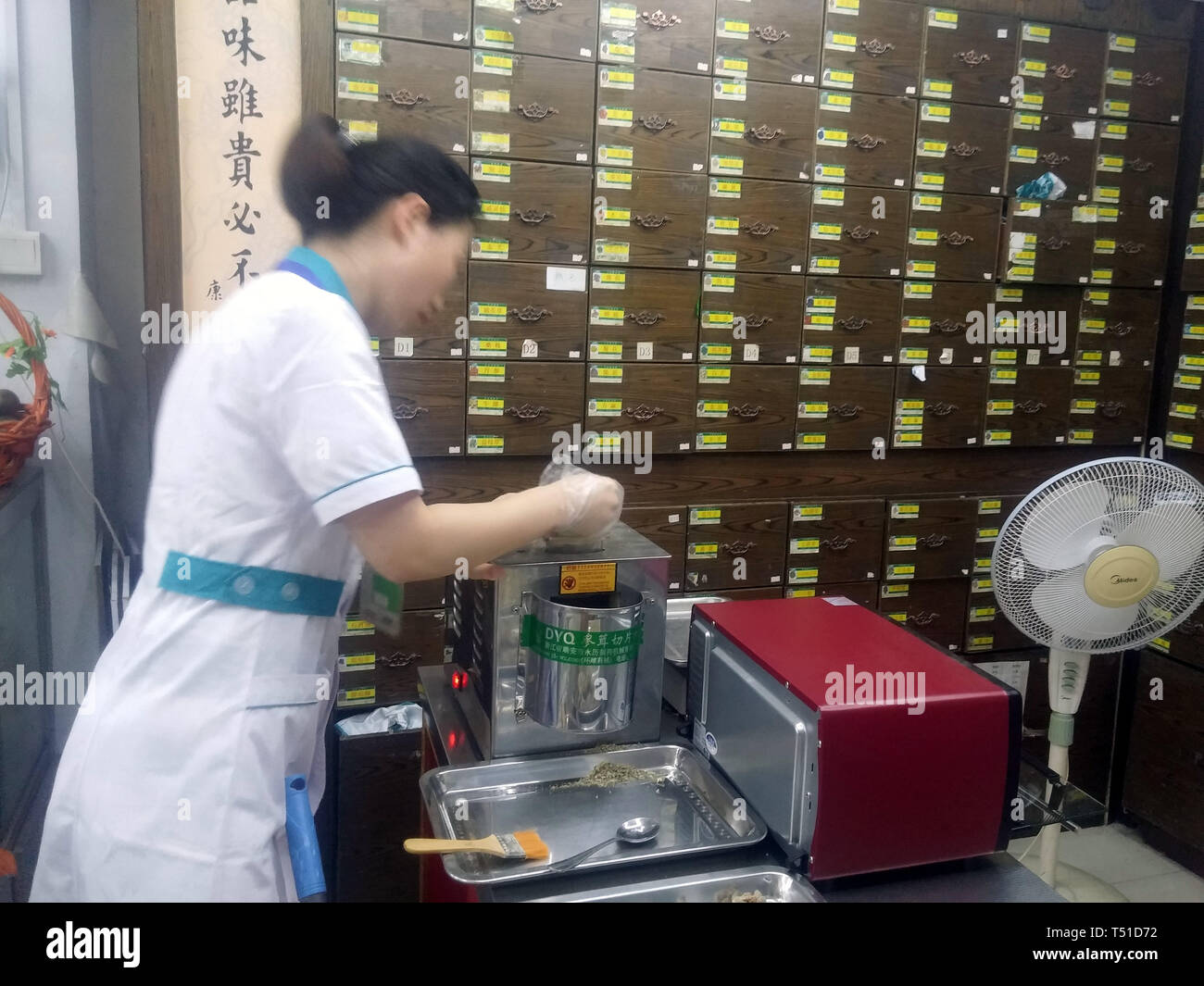 Shenzhen, China: a female pharmacist processes panax notoginseng for ...