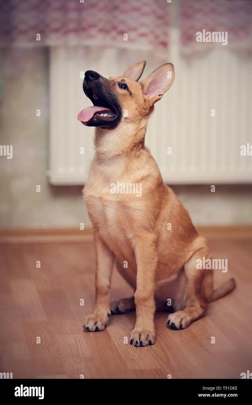 Beige puppy. Small not purebred puppy. Mongrel puppy Stock Photo - Alamy