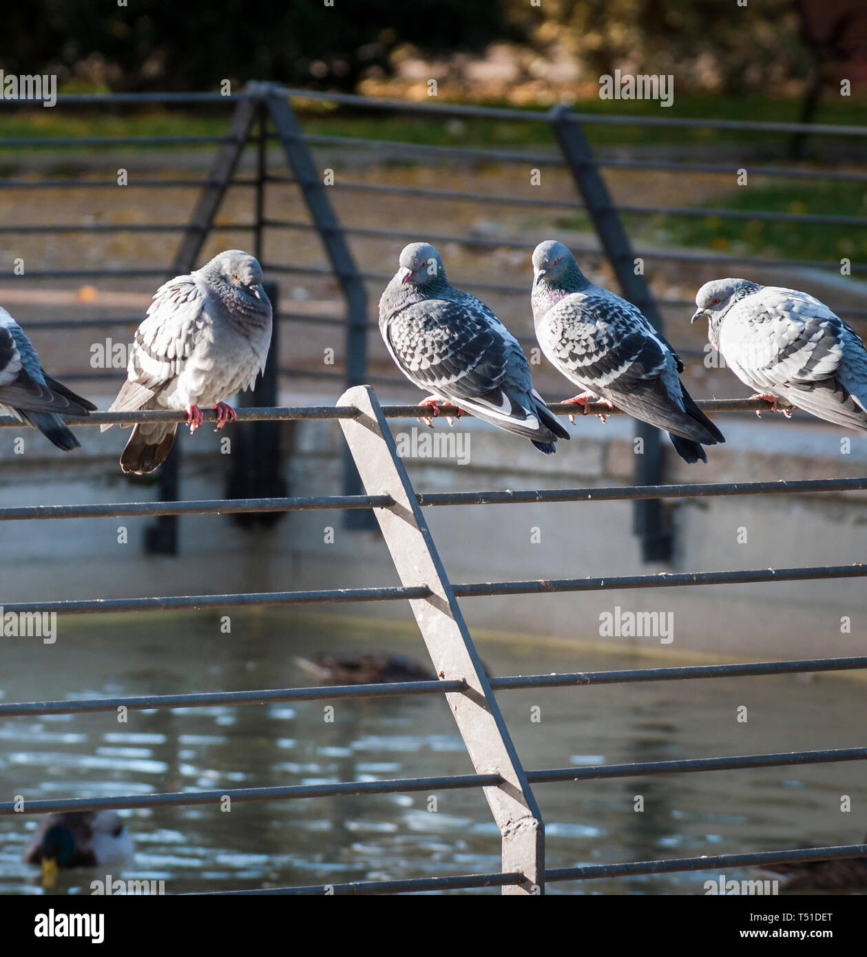 Pigeon at retiro park hi-res stock photography and images - Alamy
