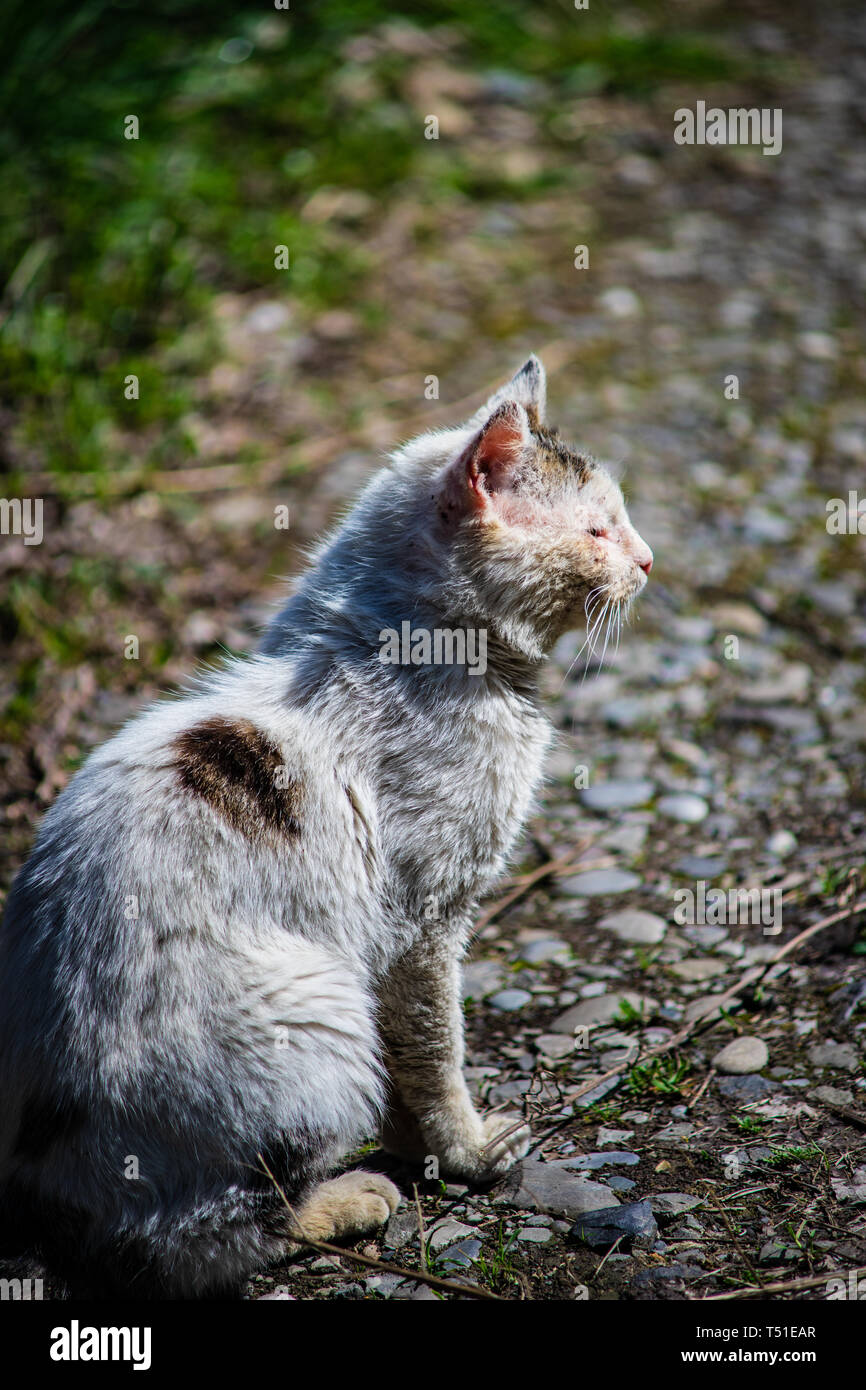 White sad homeless cat sitting outdoor Stock Photo - Alamy