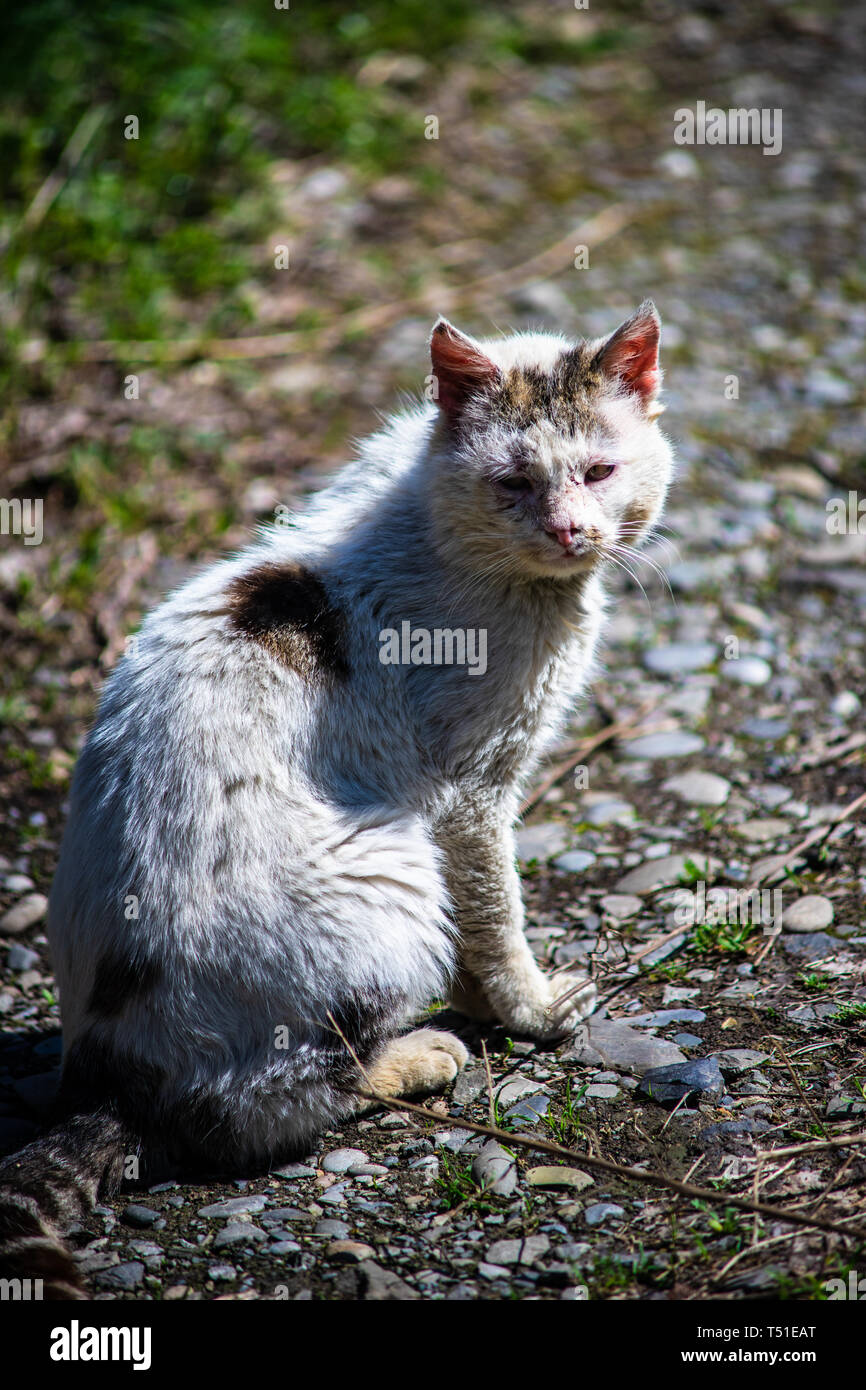 White sad homeless cat sitting outdoor Stock Photo - Alamy