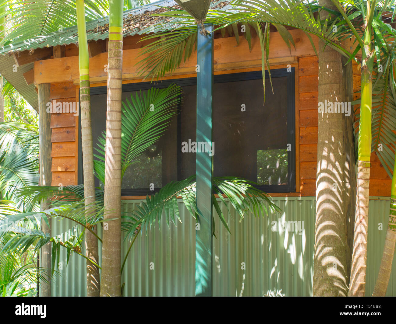 Rain forest trees hi-res stock photography and images - Alamy
