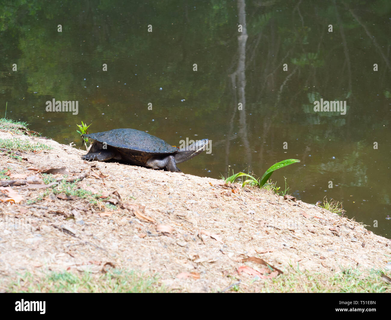 Australian turtle hi-res stock photography and images - Alamy