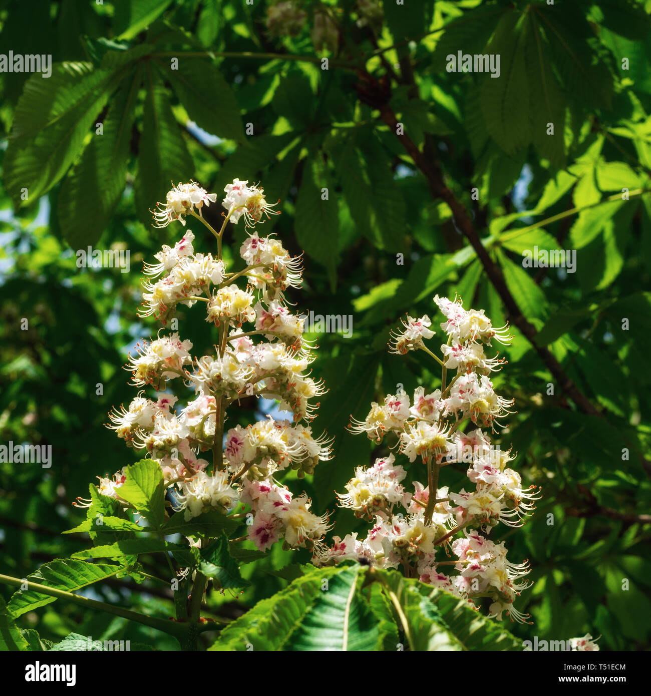 Chestnut leaves sunny spring hi-res stock photography and images - Alamy