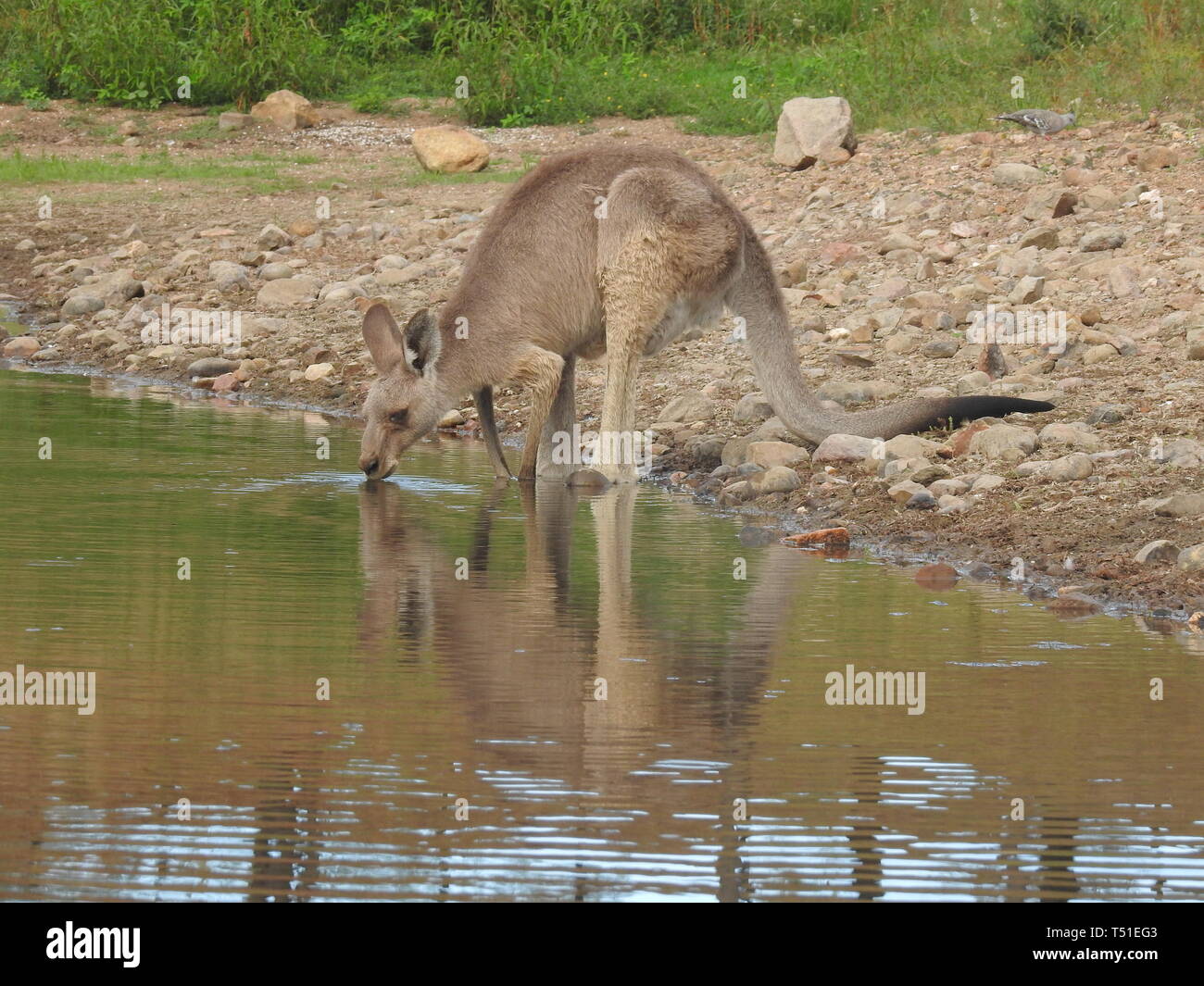 Quenching a thirst Stock Photo - Alamy